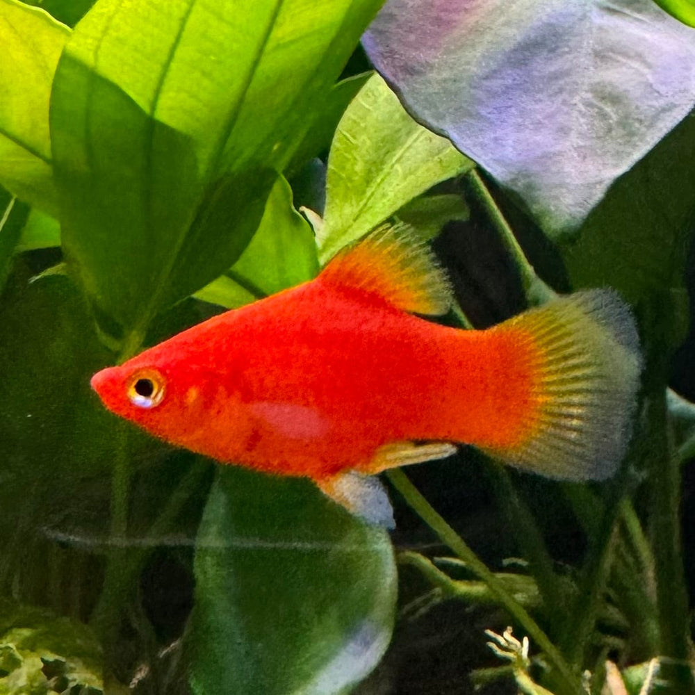 PLATY - The Fish Farm Australia