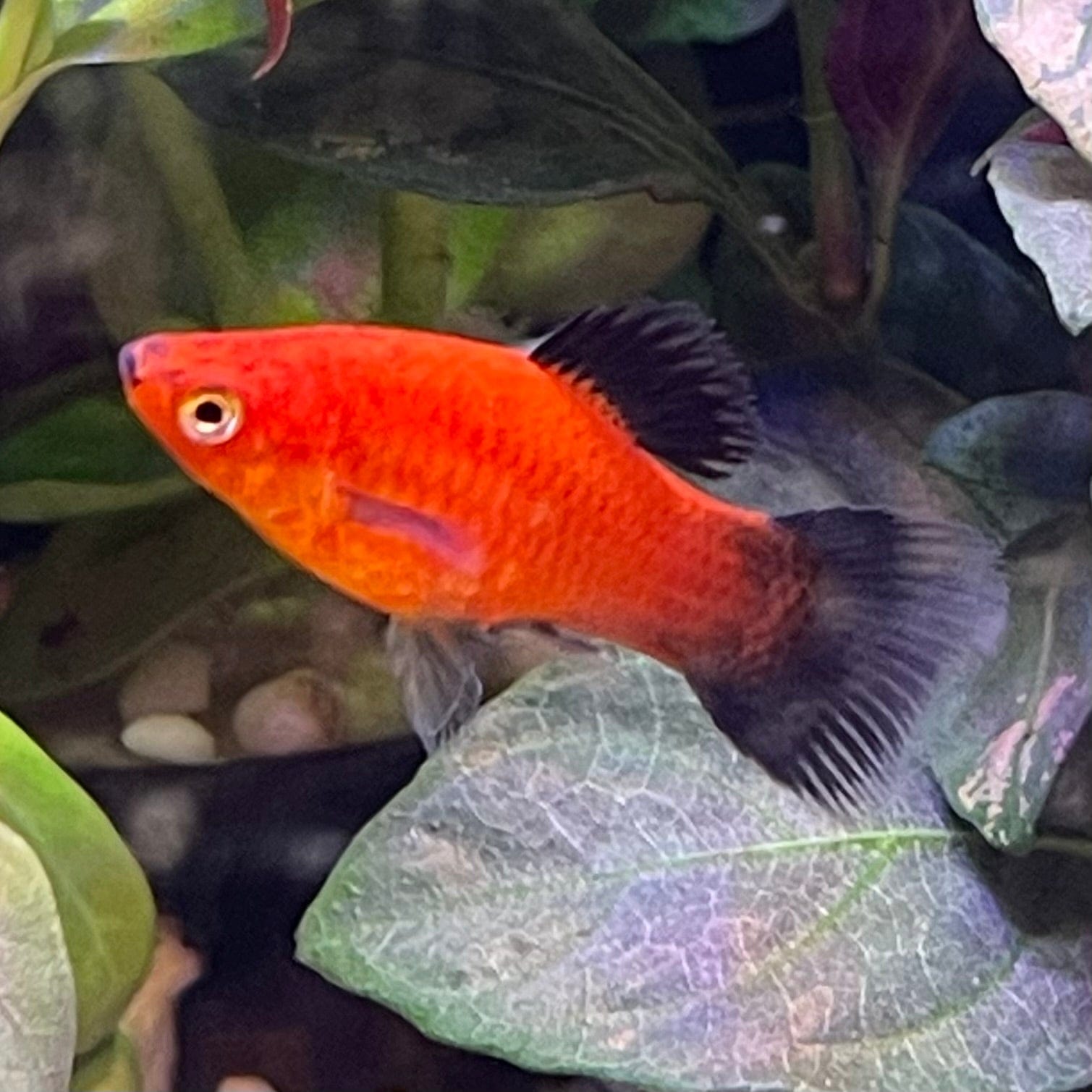 Online Aquarium Fish Platy Red Wagtail 4cm - The Fish Farm