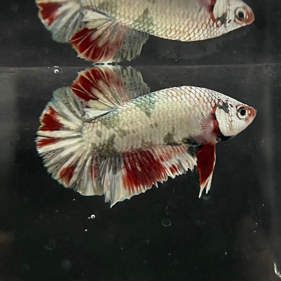 Buy Premium Fancy Male Bettas from The Fish Farm Australia