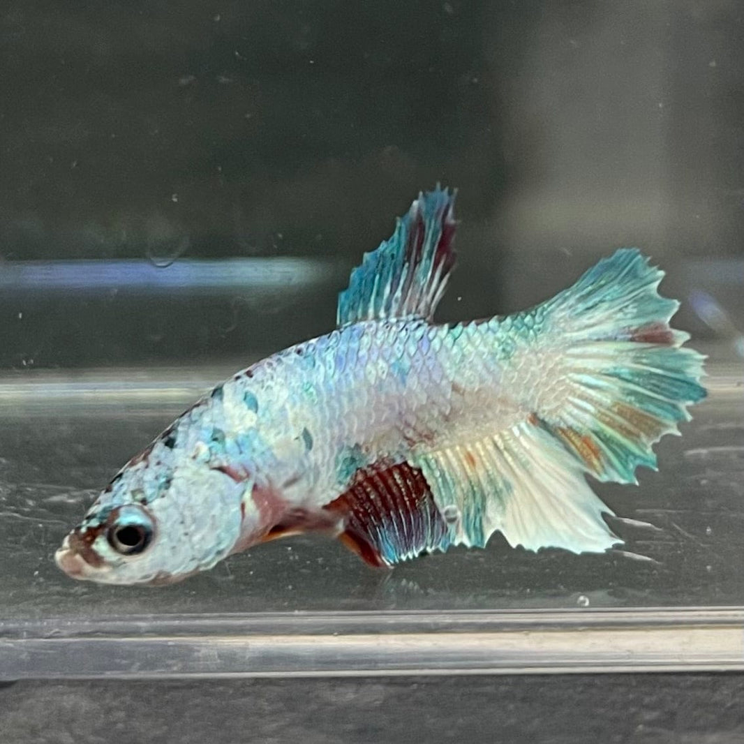 Buy Premium Fancy Male Bettas from The Fish Farm Australia