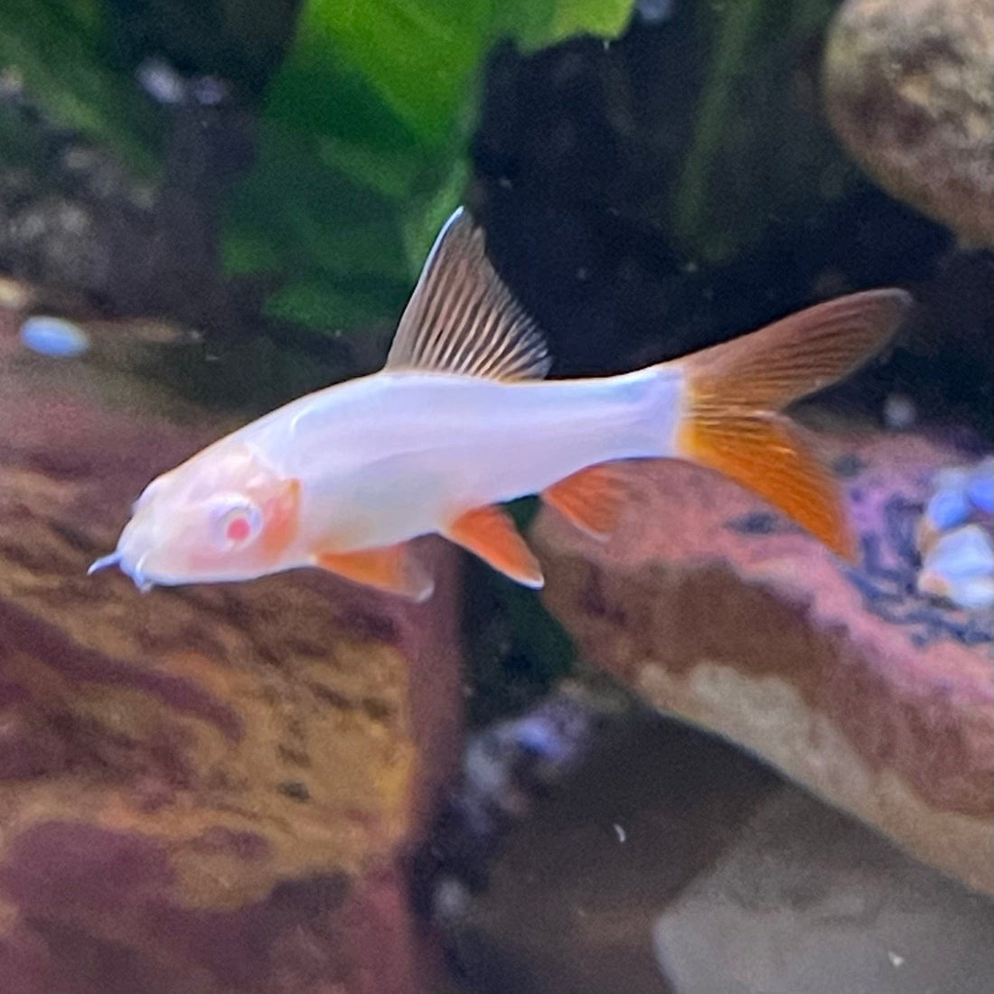 Albino Rainbow Shark - The Fish Farm