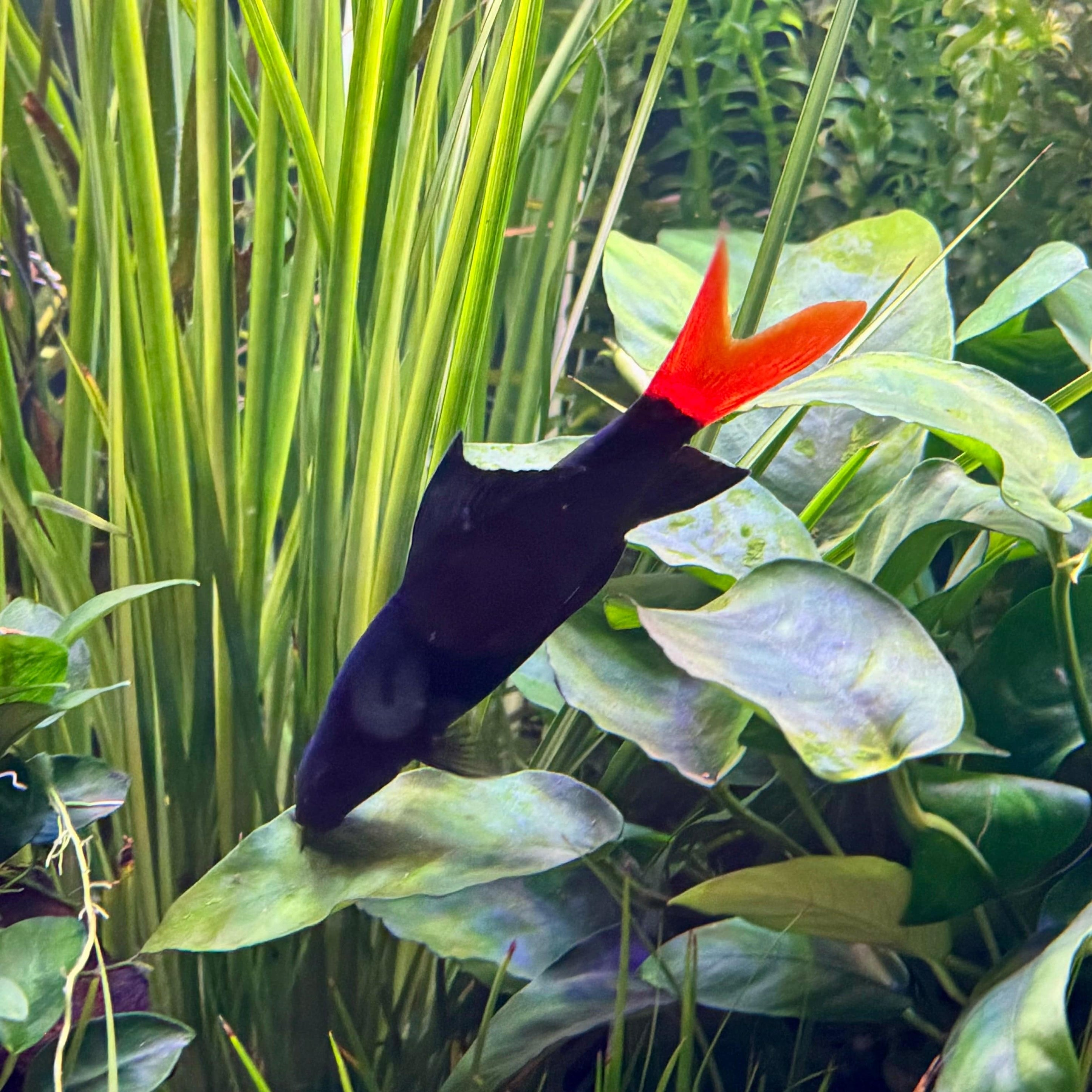 Redtail Black Shark - The Fish Farm