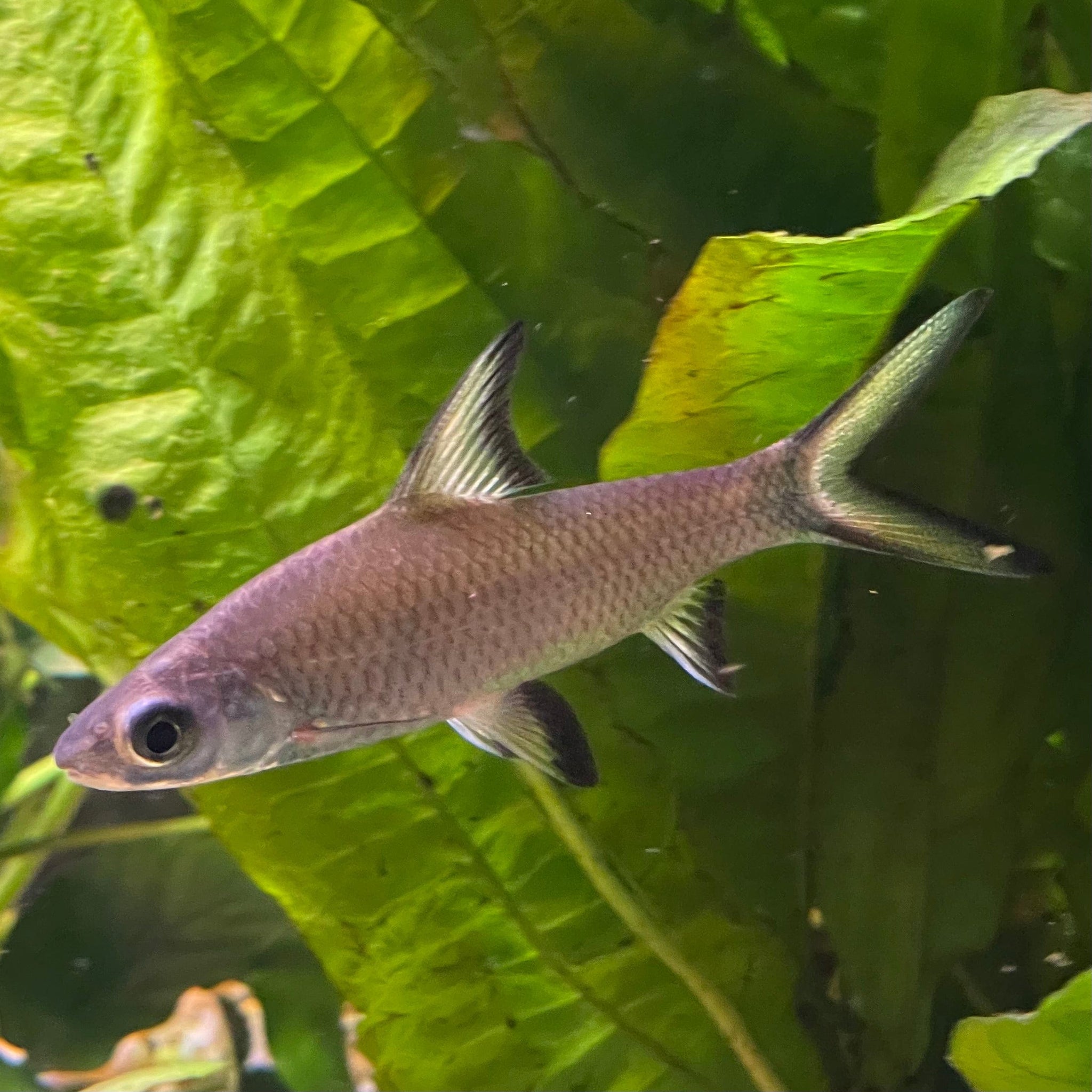 Silver Shark - The Fish Farm