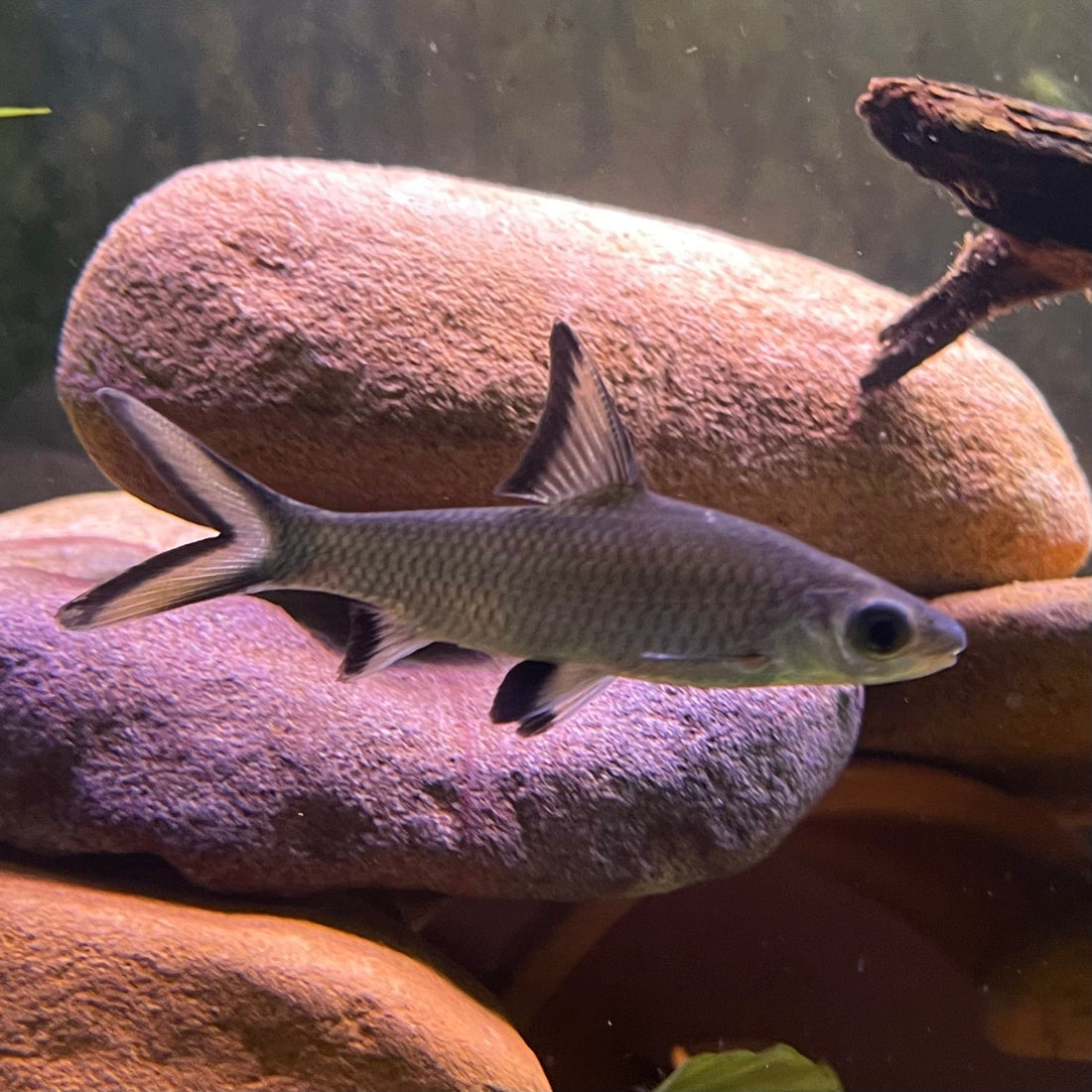 Silver Shark - The Fish Farm