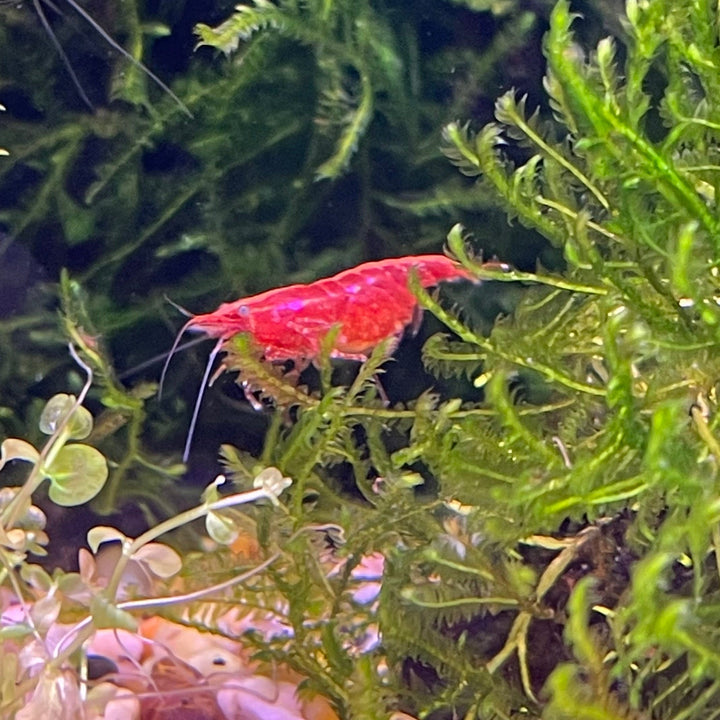 Shop for alive Shrimp in Australia from The Fish Farm