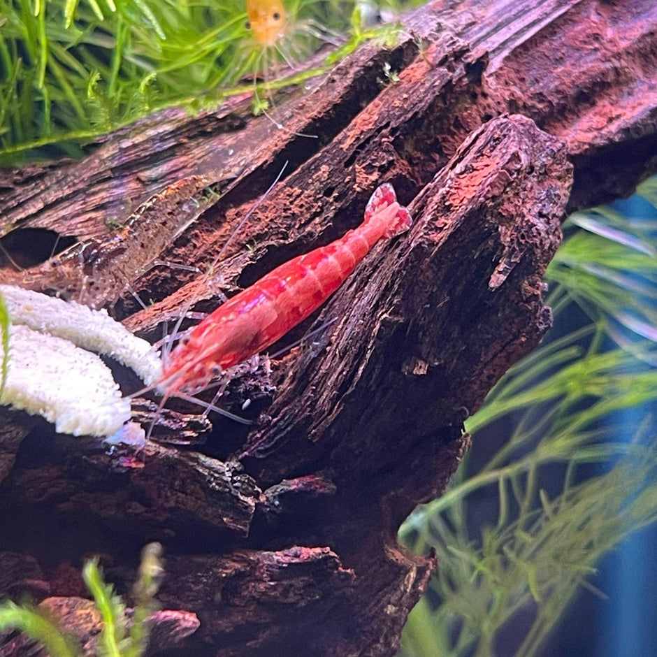 Shop for alive Shrimp in Australia from The Fish Farm