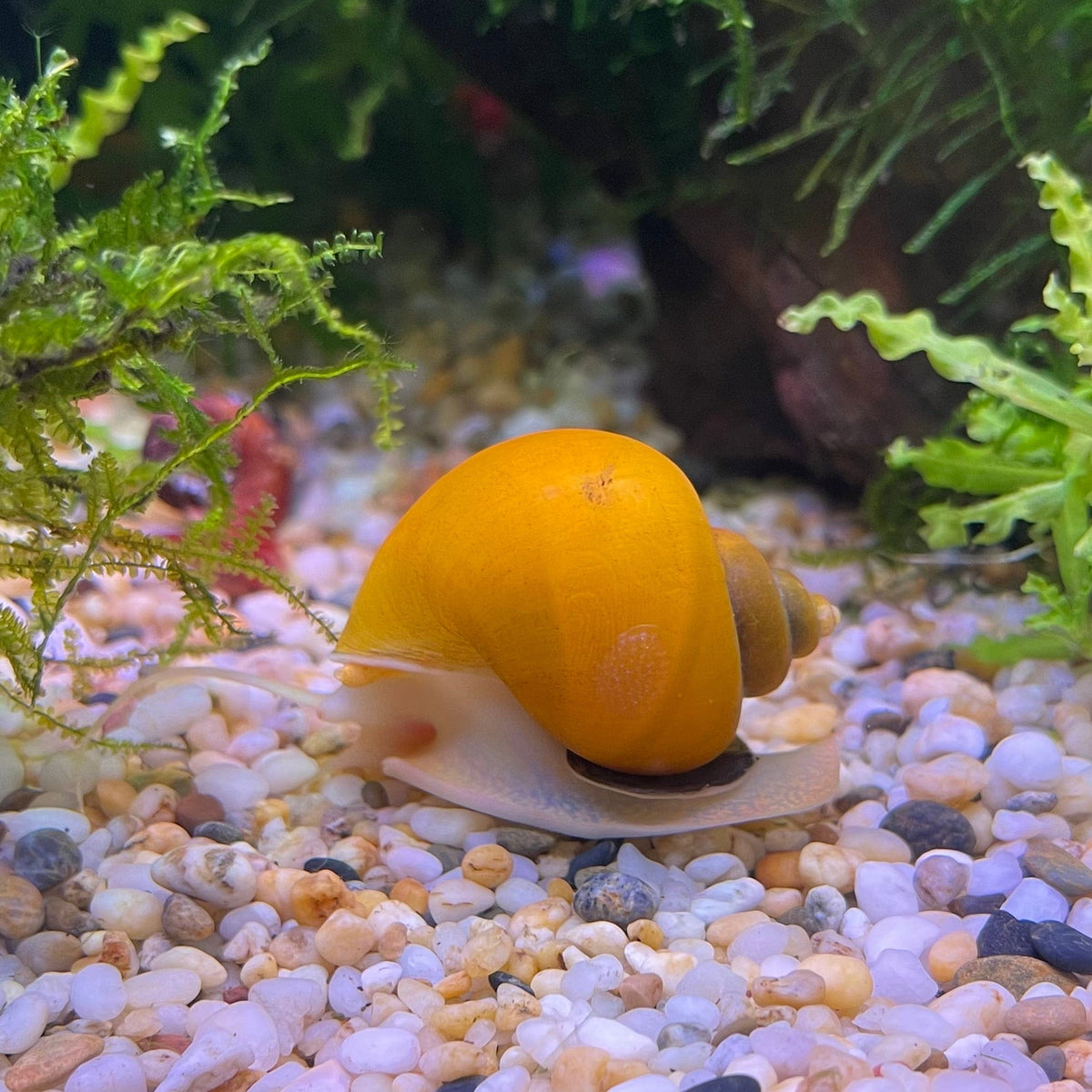 Gold Mystery Snails - The Fish Farm