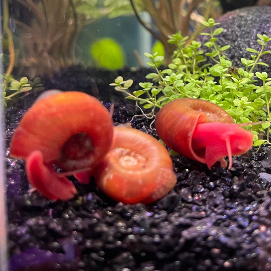 SNAILS – The Fish Farm