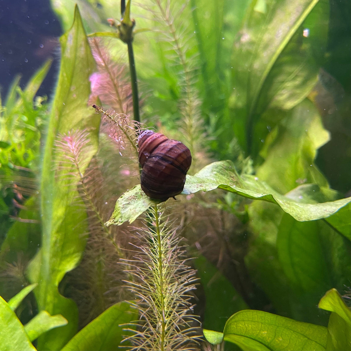 Singapore Spiral Snails - The Fish Farm