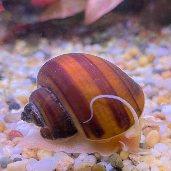Tortoiseshell Mystery Snails- The Fish Farm