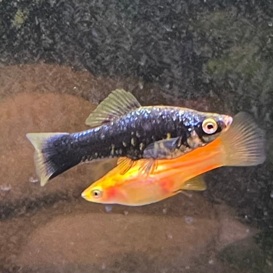 Buy Livebearer SWORDTAIL Aquarium fish online from The Fish Farm