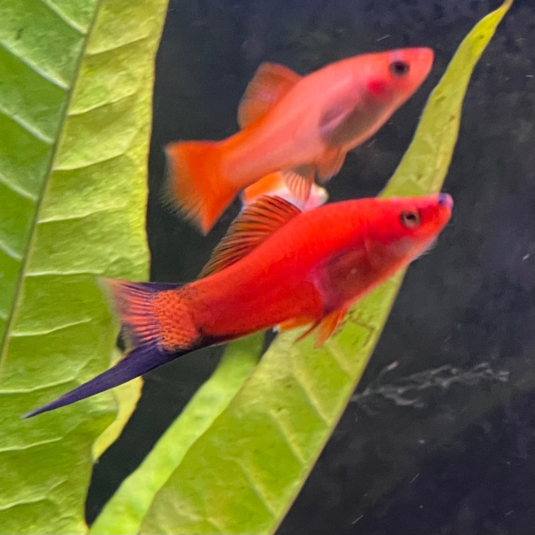 Buy Livebearer SWORDTAIL Aquarium fish online from The Fish Farm