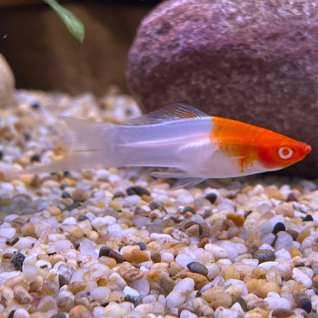 Buy Online Kohaku Red & White Swordtail Aquarium Fish at The Fish Farm