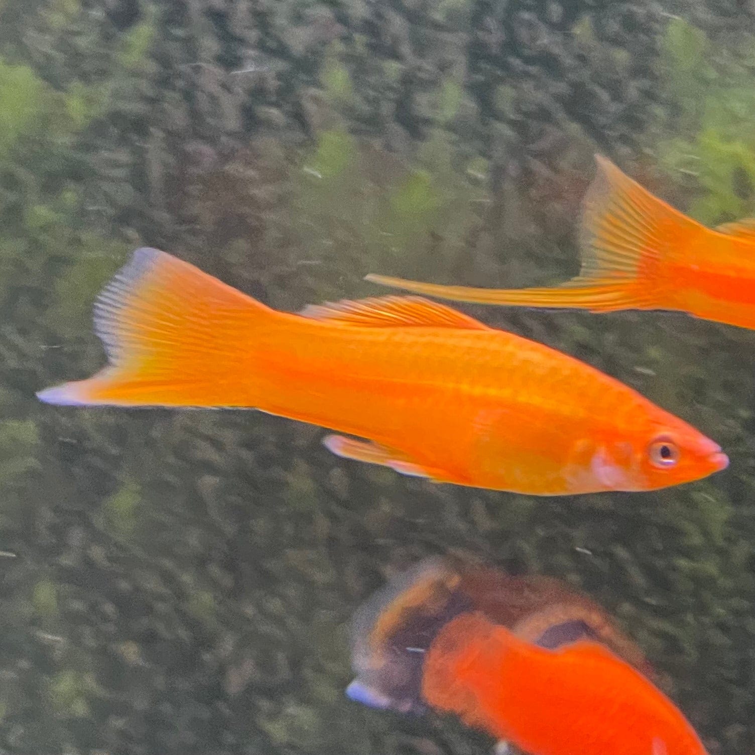 Buy Live Fish Male Swordtails for Aquariums Online at The Fish Farm