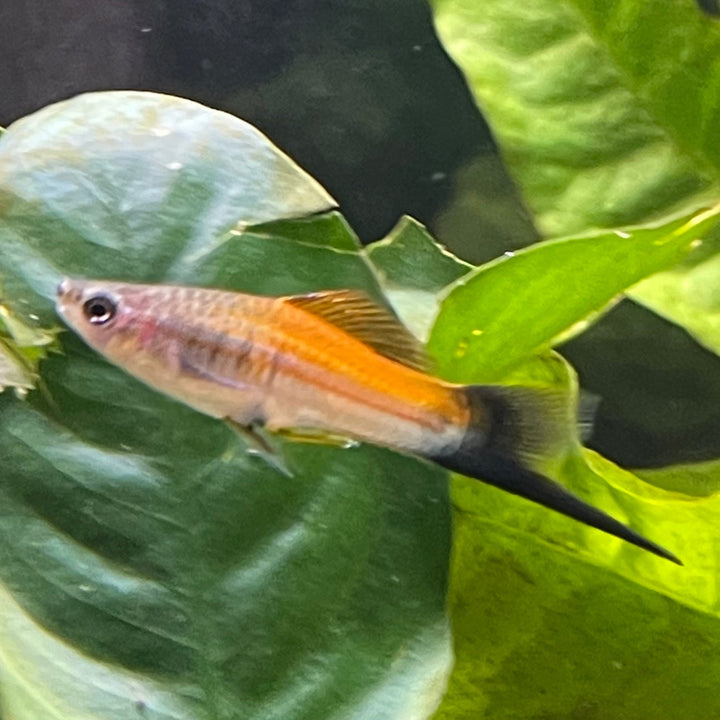 Buy Livebearer SWORDTAIL Aquarium fish online from The Fish Farm