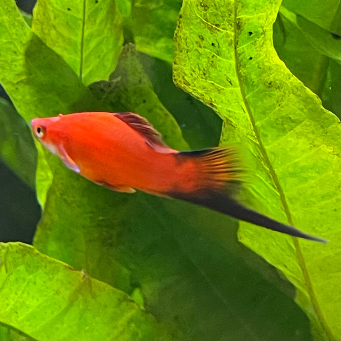 Buy Live Fish Male Swordtails for Aquariums Online at The Fish Farm
